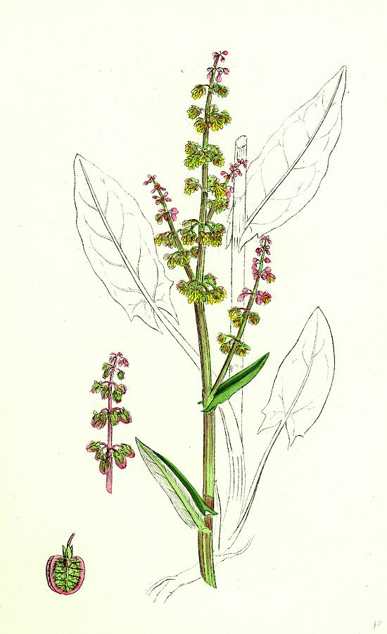 What is Sheep Sorrel? – Essiac Library