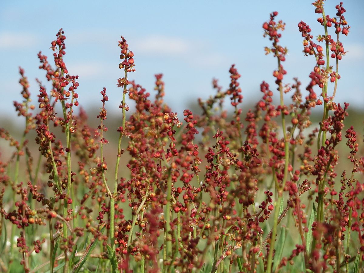What is Sheep Sorrel? – Essiac Library