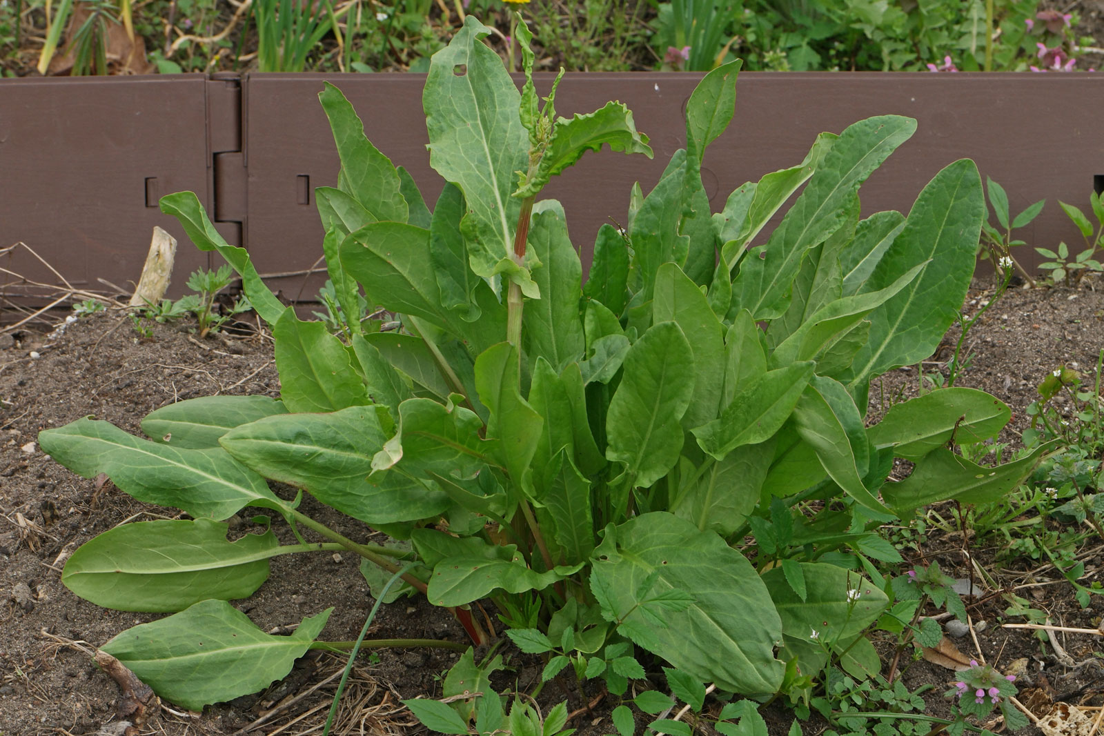 What is Sheep Sorrel? – Essiac Library